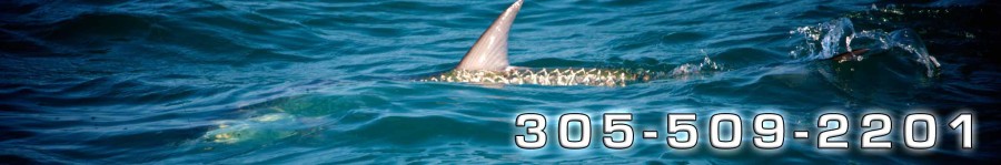 The Tarpon Migration | Key West Fishing Reports